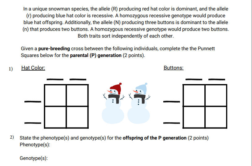 Solved In a unique snowman species, the allele (R) | Chegg.com