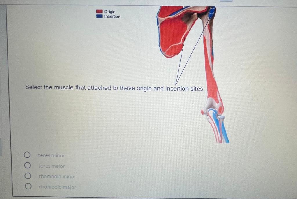 Teres Minor Origin And Insertion