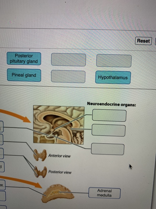 Solved Reset Posterior pituitary gland Pineal gland | Chegg.com
