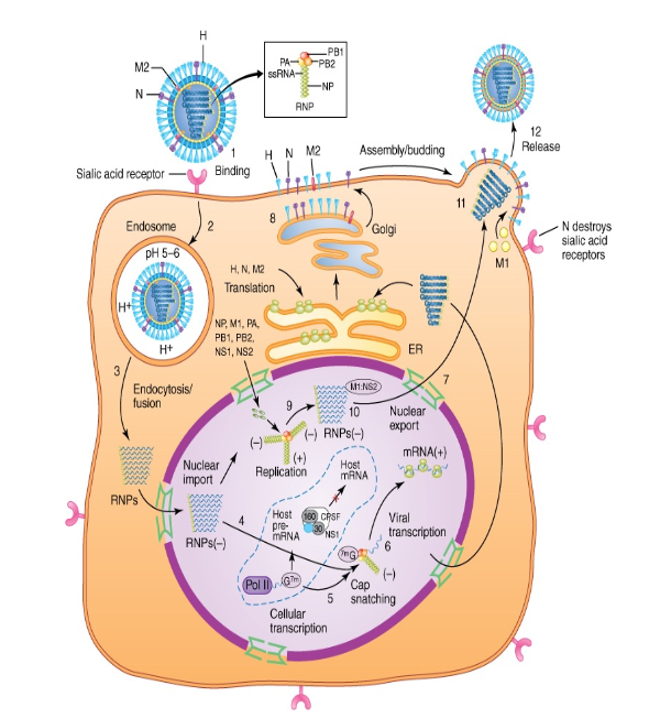 Solved Poliovirus Attachment PVR/CD155 Endocytosis Cytoplasm | Chegg.com