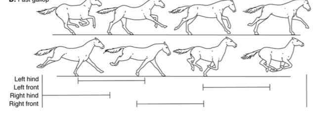Horse Gallop Gait