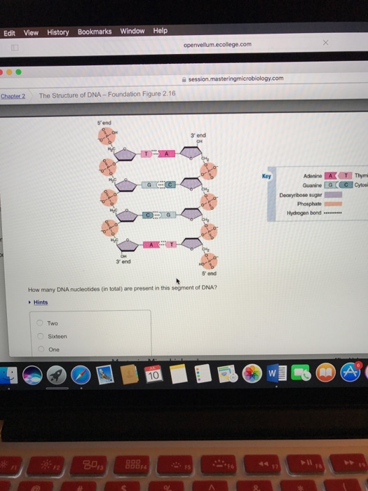 Solved How many DNA nucleotides (in total) are present in | Chegg.com