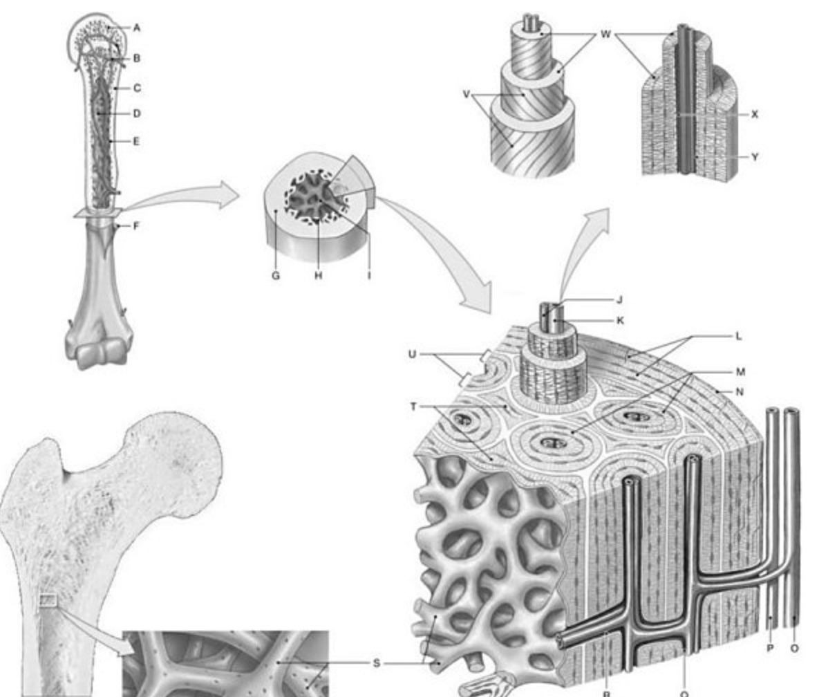 Solved identify structures A, B, C, D, E, F, L | Chegg.com