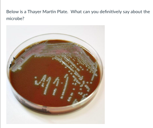 Solved Below is a Thayer Martin Plate. What can you | Chegg.com