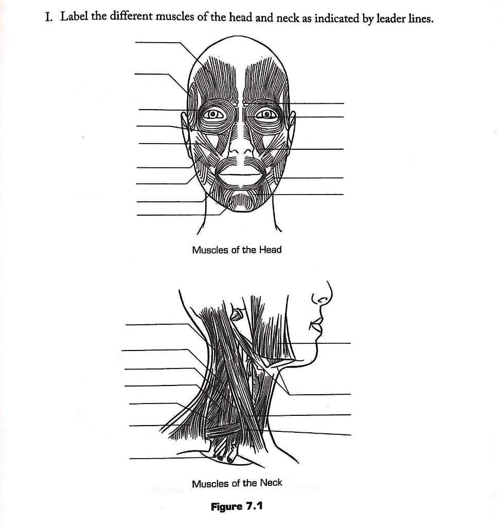 Solved I. Label the different muscles of the head and neck | Chegg.com