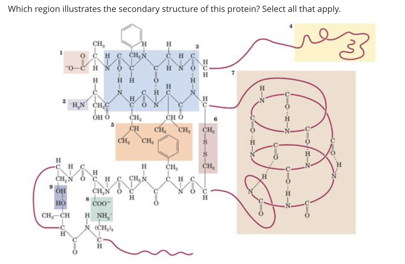 Solved Which region illustrates the secondary structure of | Chegg.com