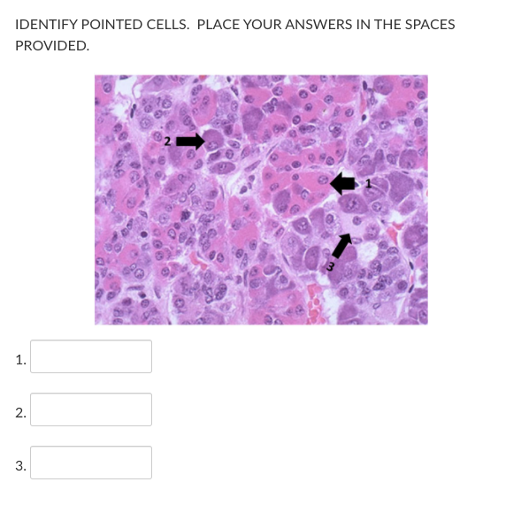 Solved IDENTIFY POINTED CELLS. PLACE YOUR ANSWERS IN THE | Chegg.com
