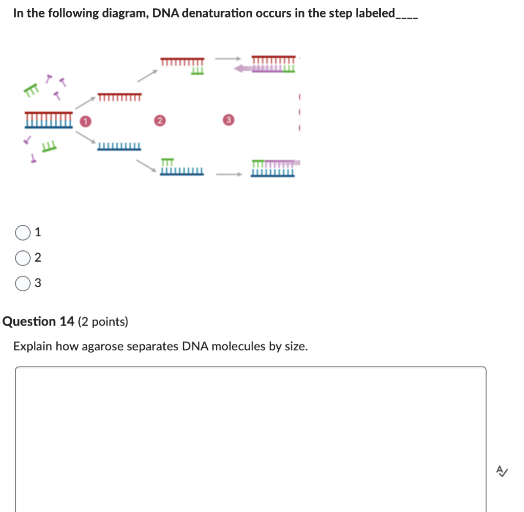 Solved In the following diagram, DNA denaturation occurs in | Chegg.com