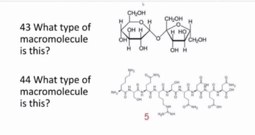 Solved CH OH H 43 What type of macromolecule is this? CH,OH | Chegg.com