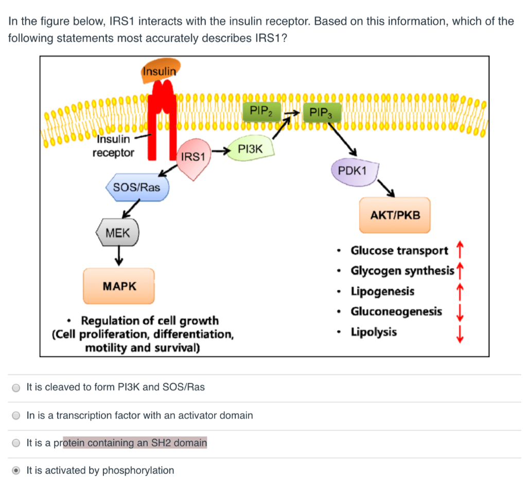 Solved In the figure below, IRS1 interacts with the insulin | Chegg.com