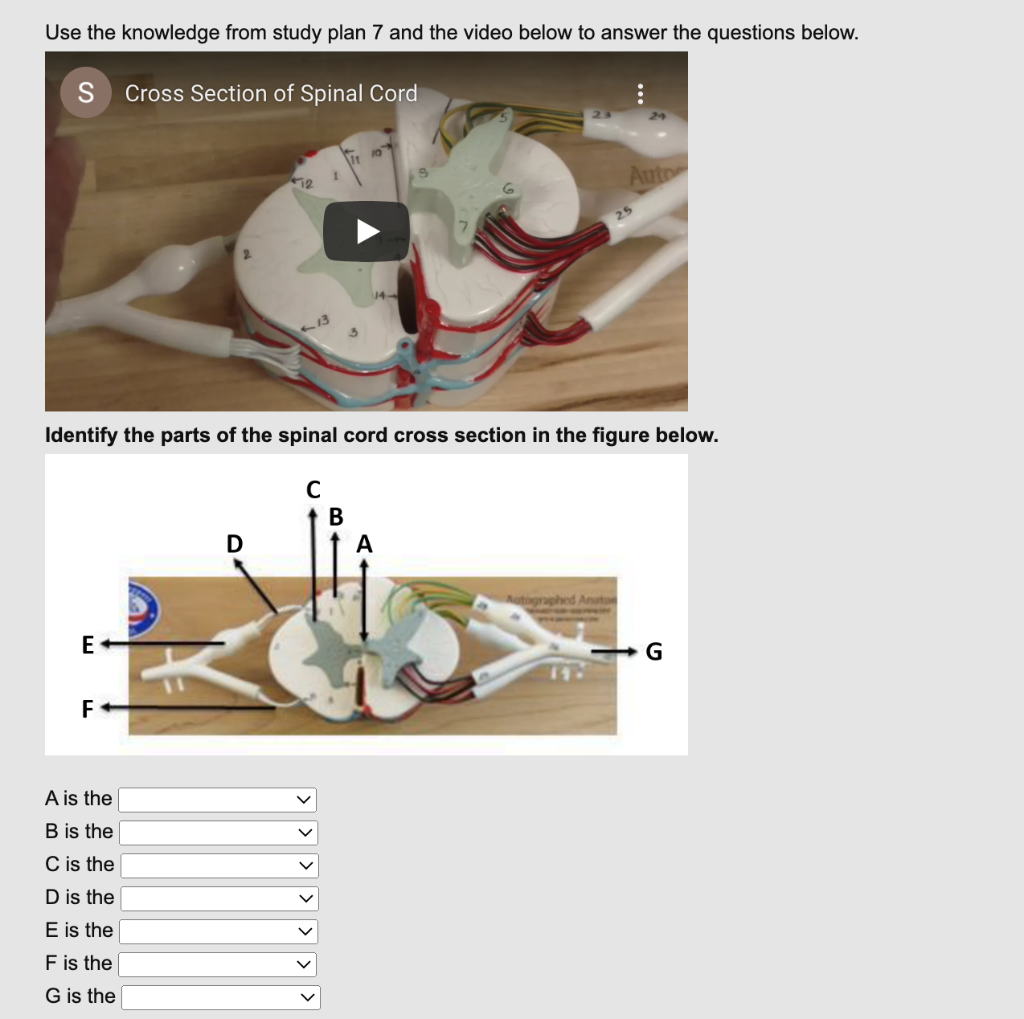 Solved Use the knowledge from study plan 7 and the video | Chegg.com