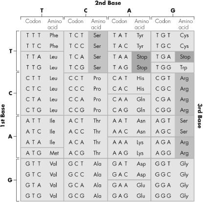 Solved CAT is a codon for the amino acid Histidine (His). If | Chegg.com