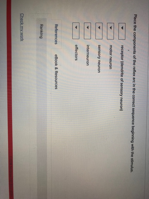 Solved Place the components of the reflex arc in the correct | Chegg.com