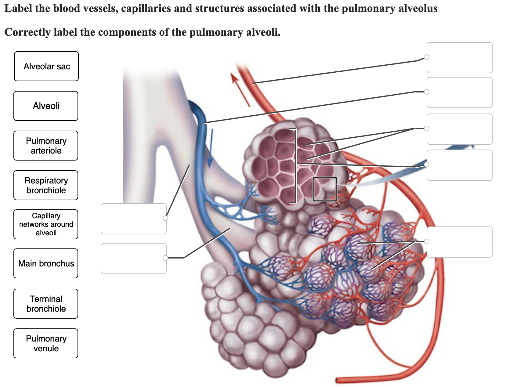 Solved Label the blood vessels, capillaries and structures | Chegg.com