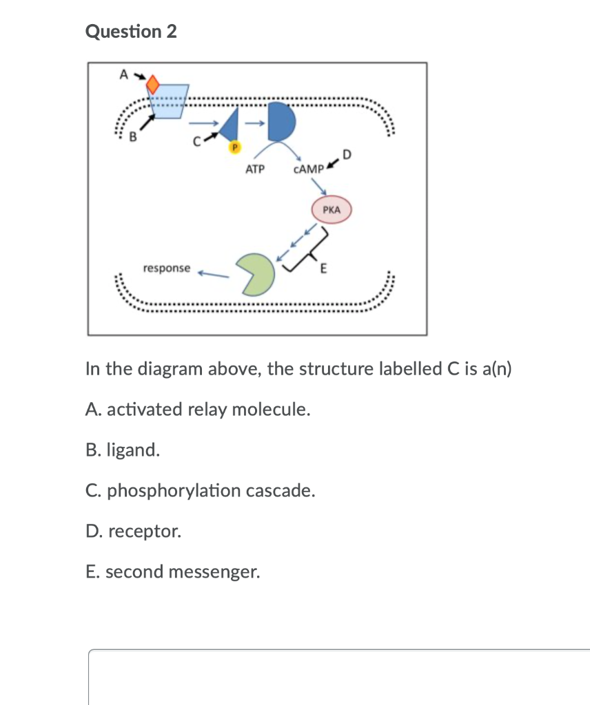 Solved Question 2 ATP CAMP PKA response E In the diagram | Chegg.com