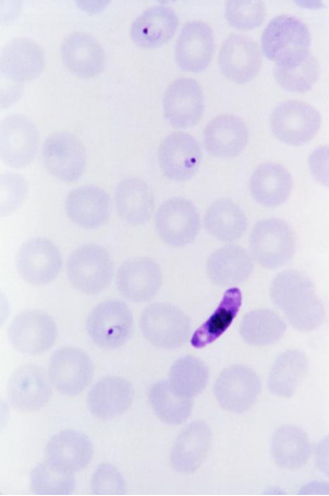 Solved Clade Alveolata The alveolates are characterized by | Chegg.com