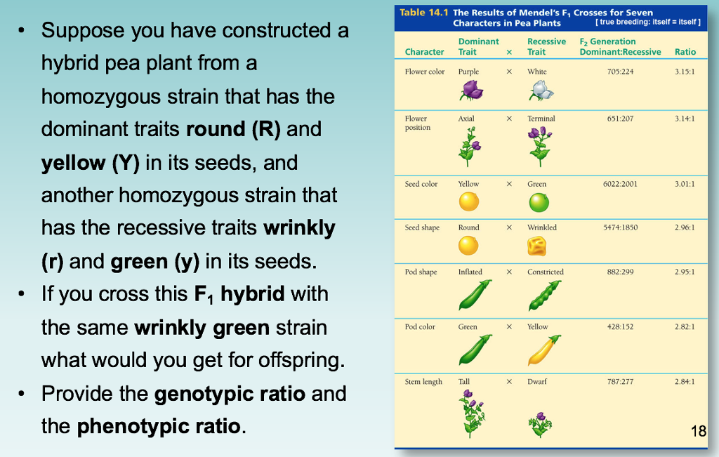 Solved Table 14.1 The Results of Mendel's F, Crosses for | Chegg.com