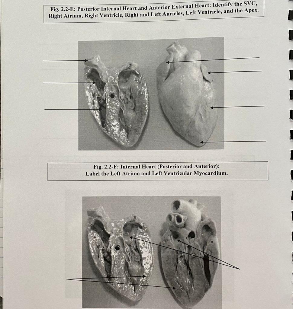 Pig Heart Dissection Worksheet