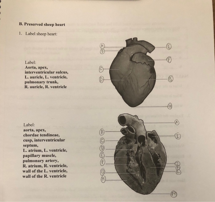 Solved B Preserved Sheep Heart 1 Label Sheep Heart Label Chegg