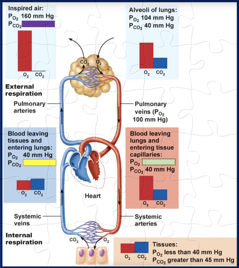 Solved Blood entering the tissues has a much higher partial | Chegg.com