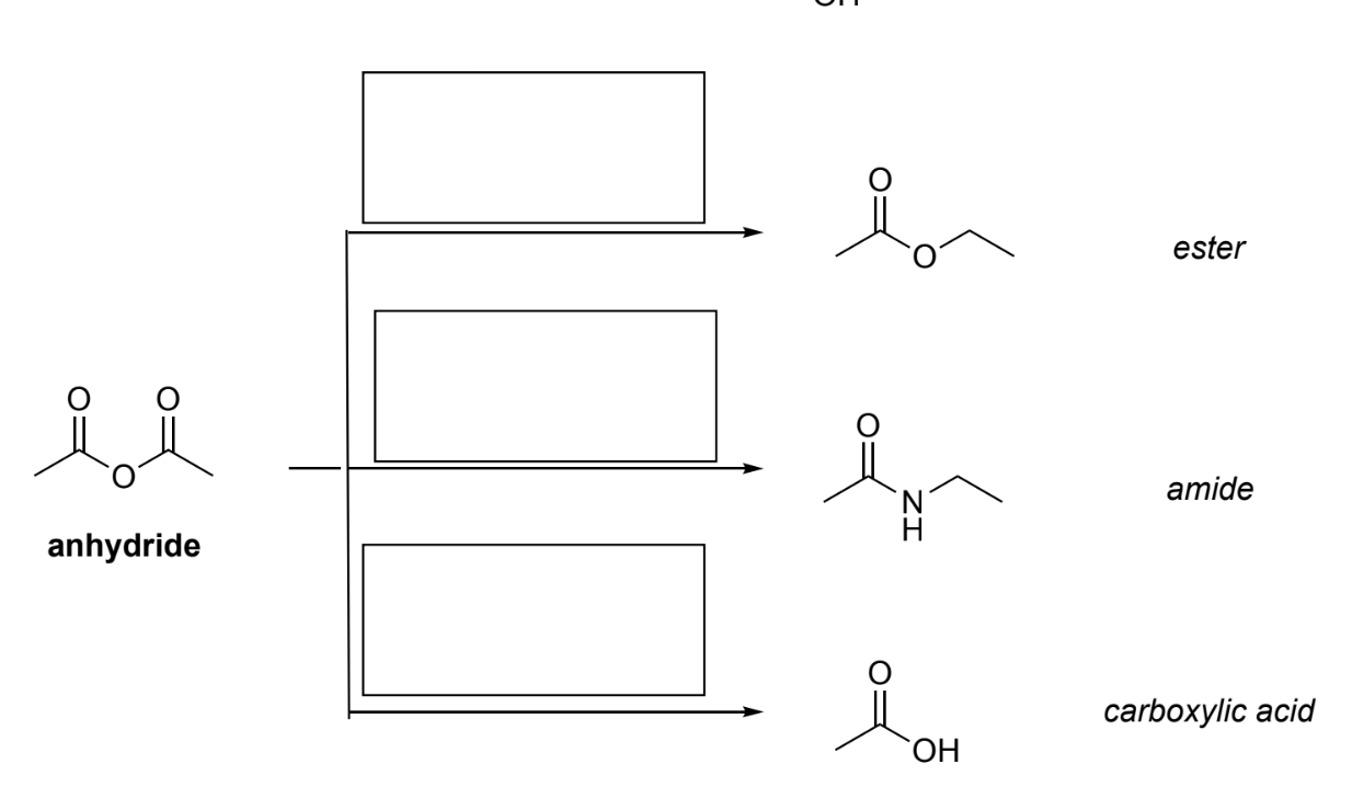Solved anhydride ester amide carboxylic acid | Chegg.com