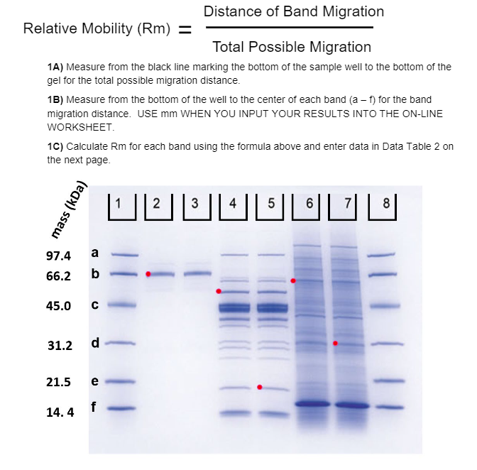 Distance of Band Migration Relative Mobility (Rm) = | Chegg.com