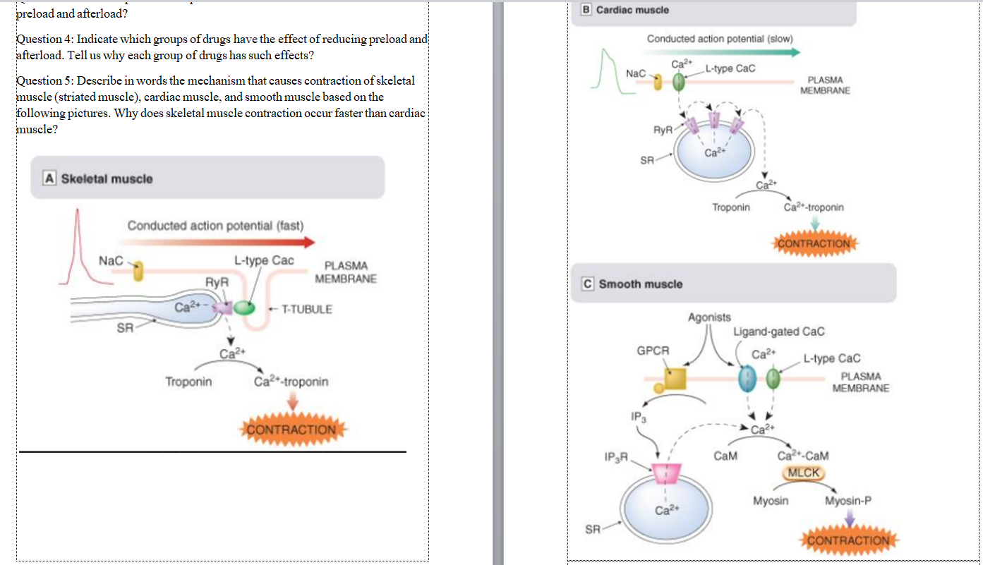 Solved preload and afterload? Question 4: Indicate which | Chegg.com