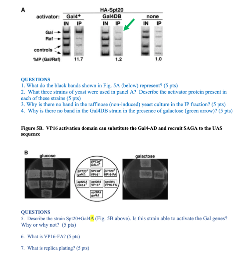 Solved A HA-Spt20 Gal4DB IN IP none IN IP activator: Gal4+ | Chegg.com