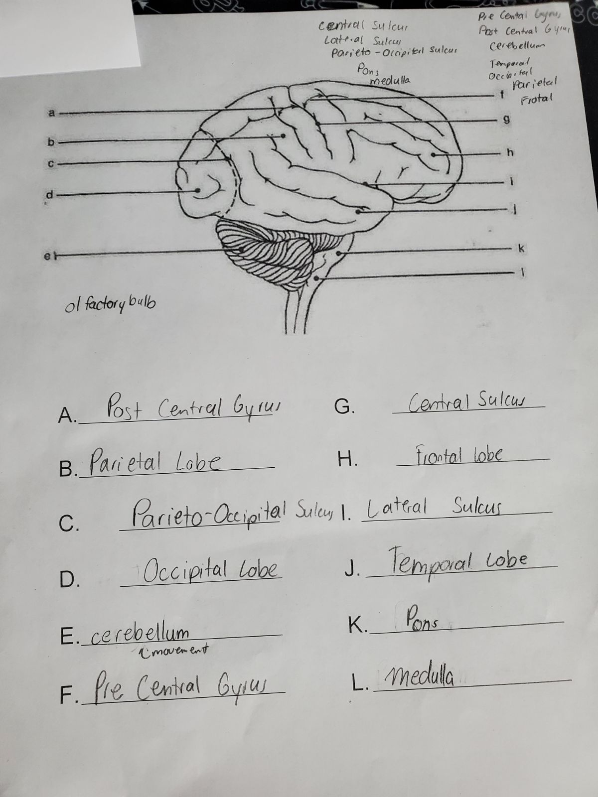 Solved A. Post Central Gyrus G. Central Sulcus B. Parietal | Chegg.com