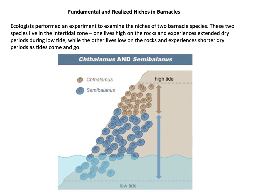 Solved Fundamental and Realized Niches in Barnacles | Chegg.com