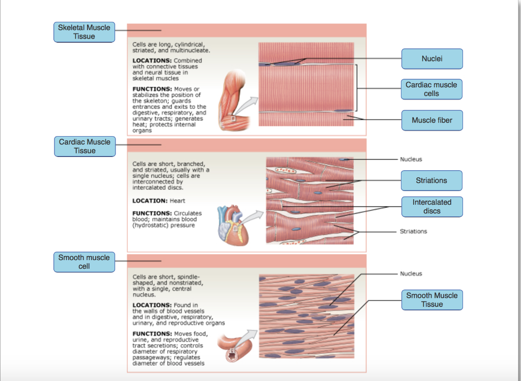 Solved Skeletal Muscle Tissue Nuclei Cells are long, | Chegg.com