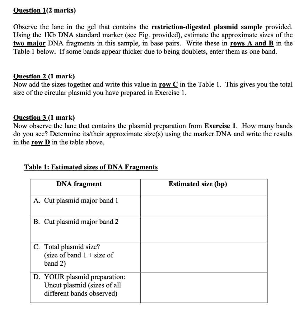 Solved Explain the observations from the gel picture | Chegg.com