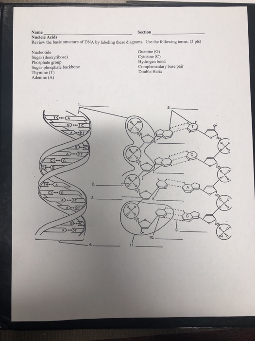 Solved Name Nucleic Acids Review The Basic Structure Of D Chegg Com ...