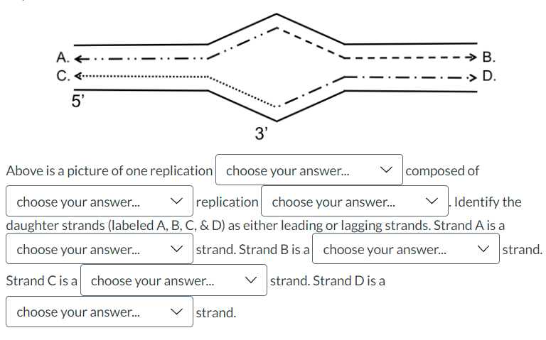 Solved Above is a picture of one replication composed of | Chegg.com