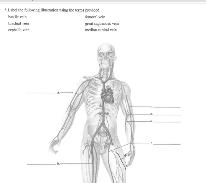 Solved 7. Label the following illustration using the terms | Chegg.com