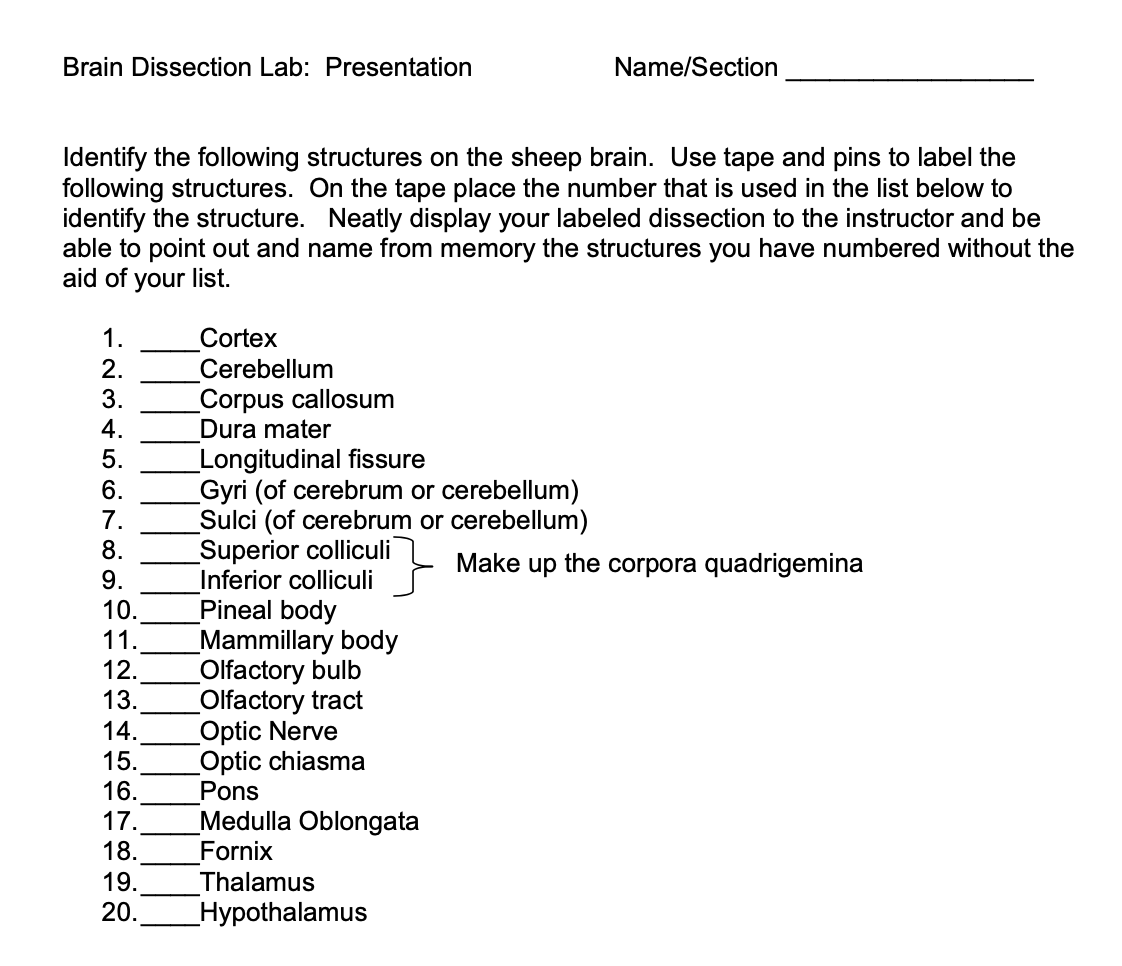 Solved Brain Dissection Lab: Presentation Name/Section | Chegg.com