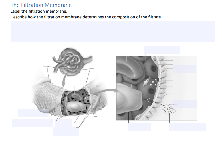 Solved The Filtration Membrane Label the filtration | Chegg.com