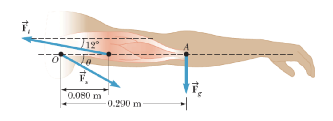 Solved The figure below shows a human arm that weighs 40.7 | Chegg.com