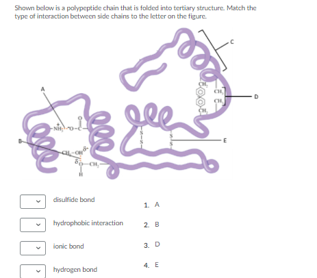 Solved Shown below is a polypeptide chain that is folded | Chegg.com