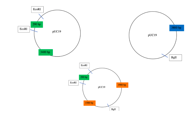 Solved 1 LANE 1- DNA marker Lane 2: undigested plasmid Lane | Chegg.com
