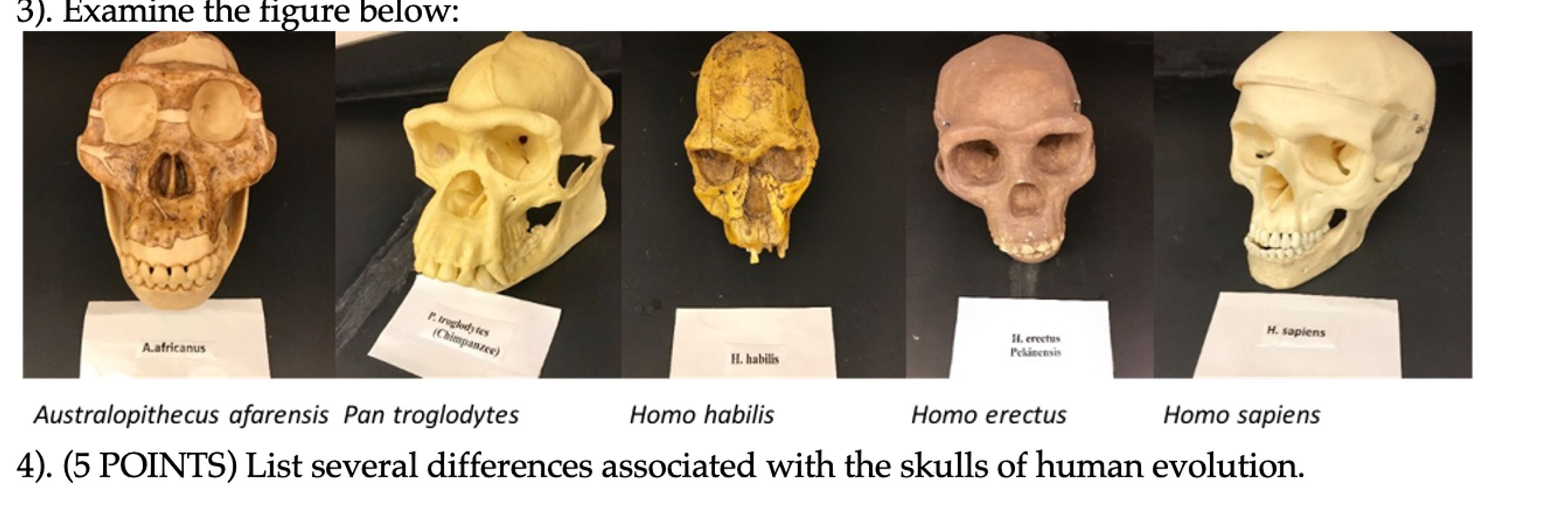 Solved . ﻿Examine the figure below:Australopithecus | Chegg.com
