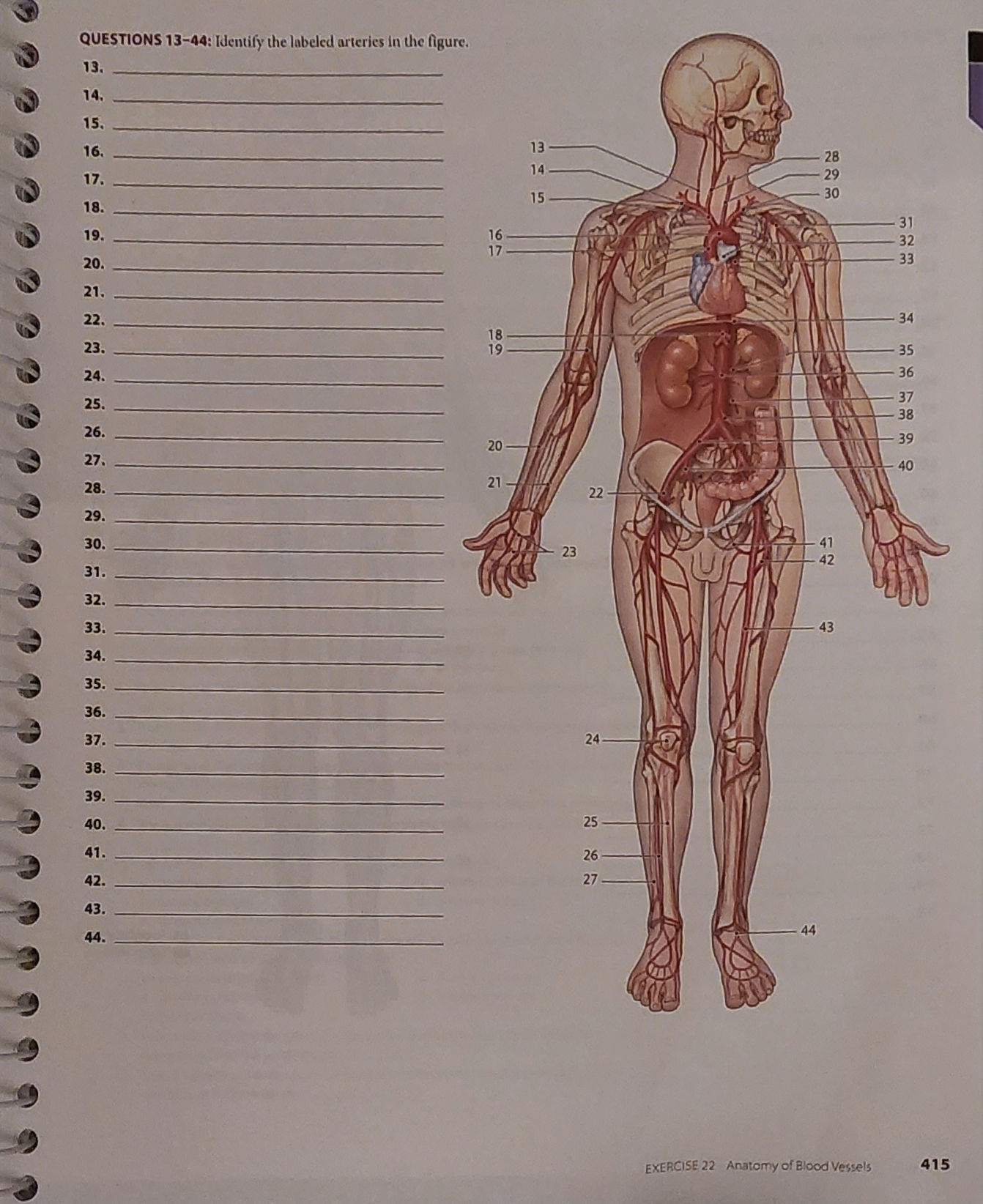 Solved QUESTIONS 13-44: Identify the labeled arteries in the | Chegg.com Solved QUESTIONS 13-44: Identify the labeled arteries in the | Chegg.com