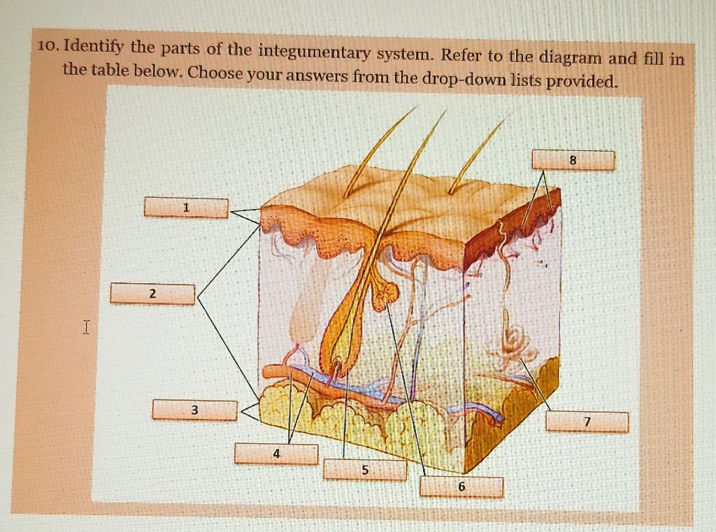 Solved 10. Identify the parts of the integumentary system. | Chegg.com