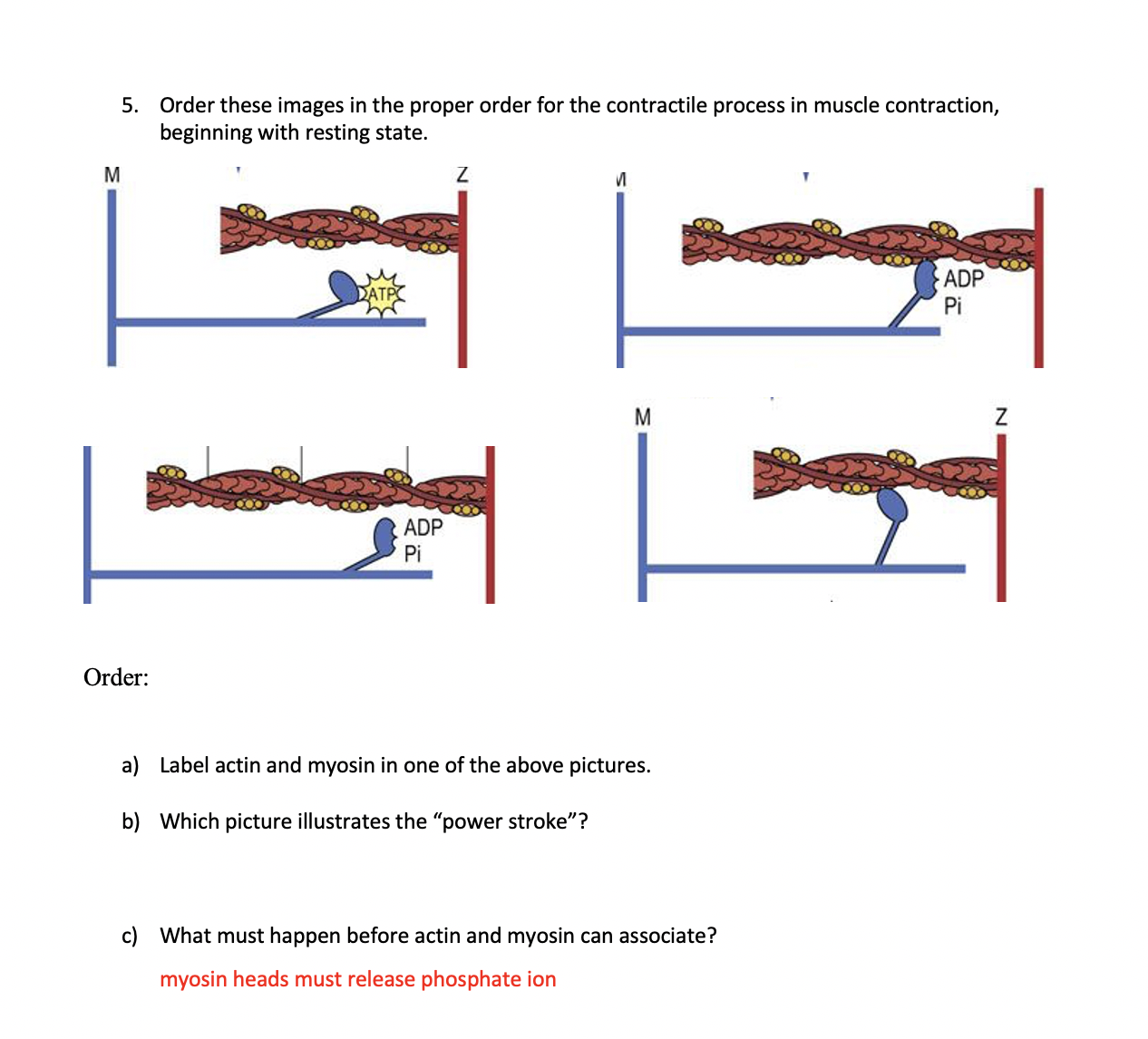Solved 5. Order these images in the proper order for the | Chegg.com