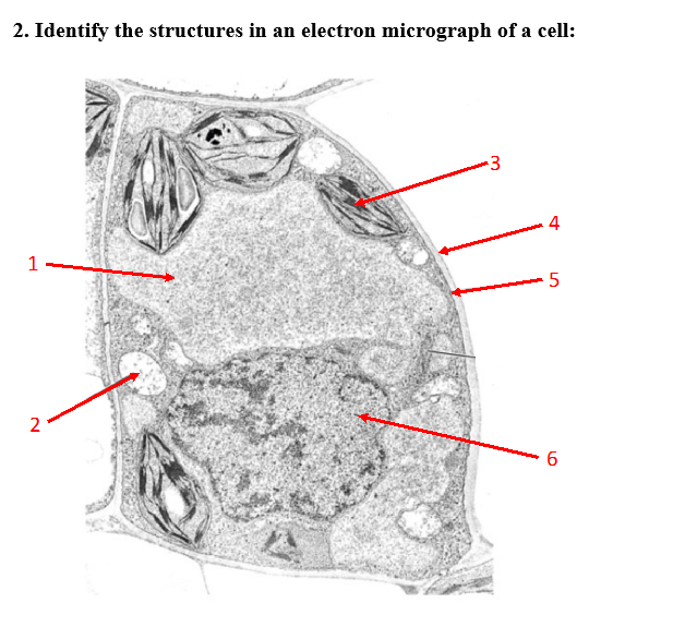 Solved 2. Identify the structures in an electron micrograph | Chegg.com