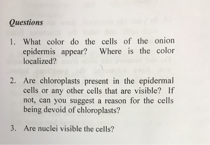 Solved Questions 1. What color do the cells of the onion | Chegg.com