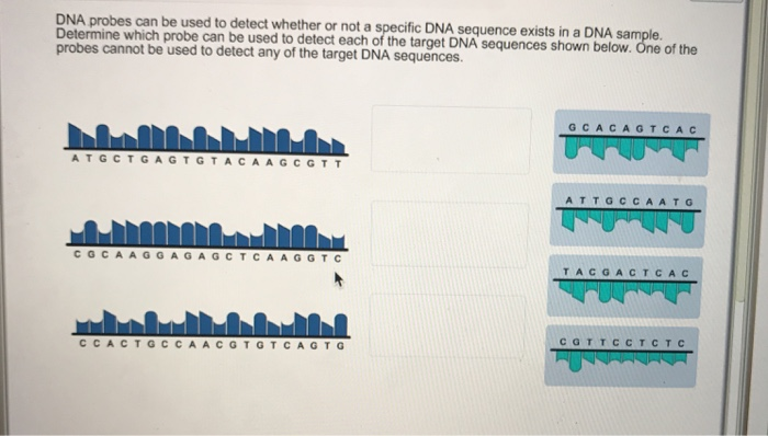 Solved DNA probes can be used to detect whether or not a | Chegg.com