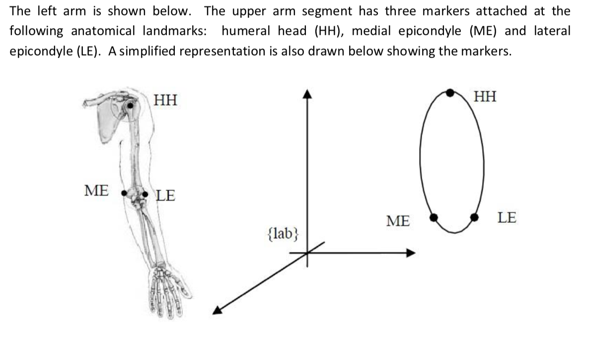 Solved The left arm is shown below. The upper arm segment | Chegg.com