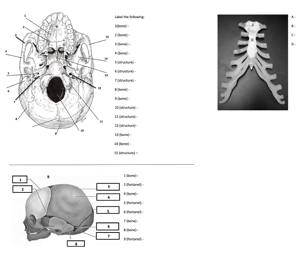 Solved In-Lab Study Guide: Axial Skeleton (Lab 5) Below | Chegg.com