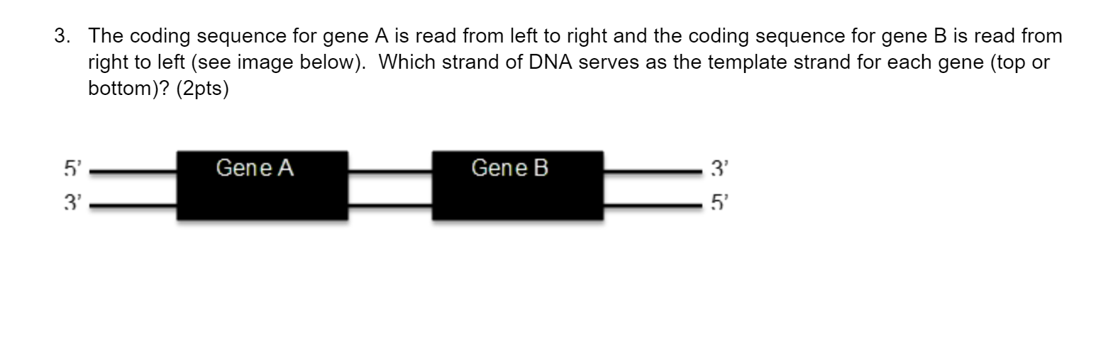 Solved 3. The coding sequence for gene A is read from left | Chegg.com